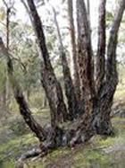 Coppice Regrowth in Victoria’s Box-Ironbark Forests - Concept ...
